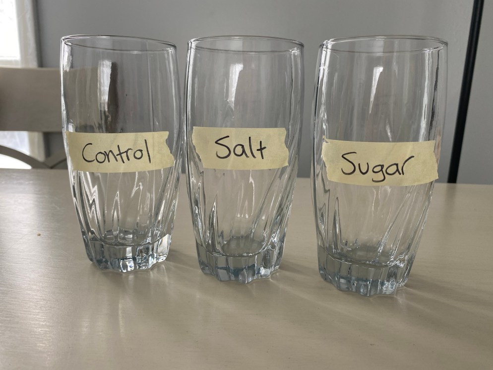Exploring Salt Water Density: Homeschooling Egg Experiment – Northbird