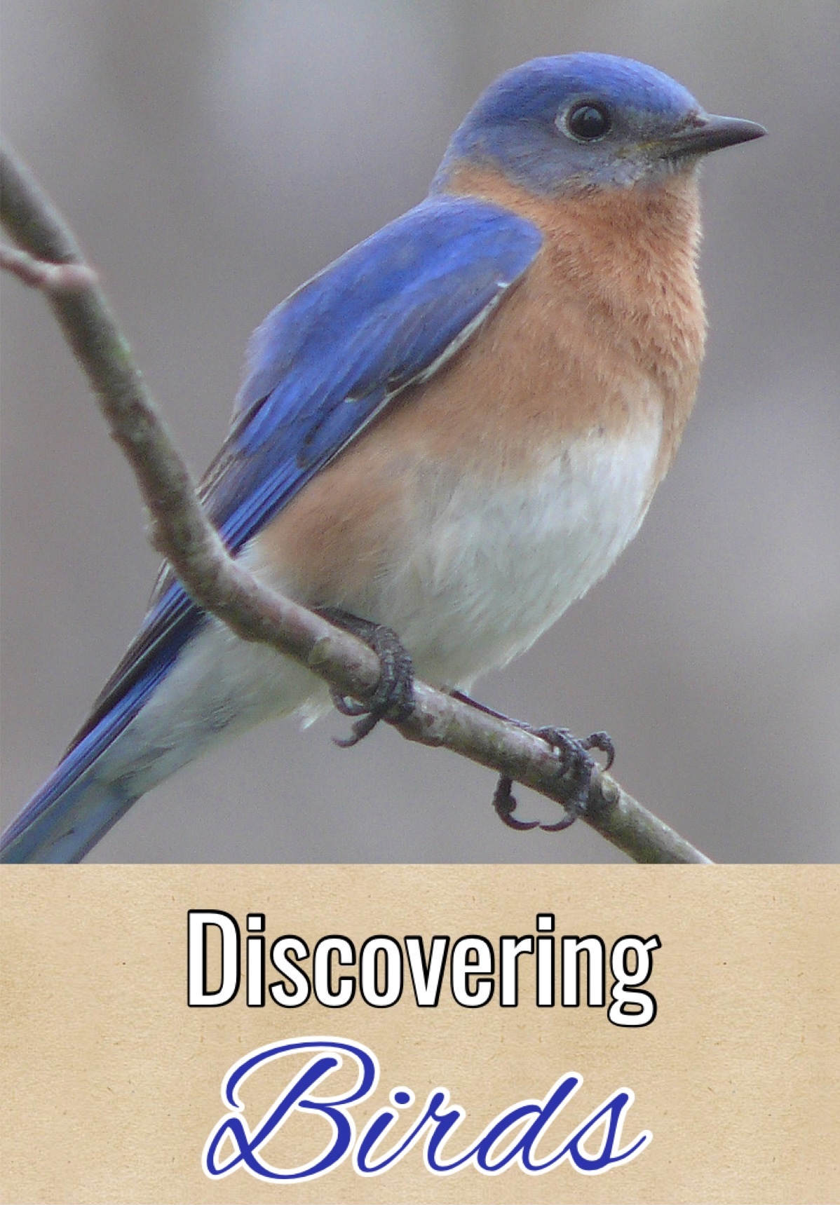 Discovering Birds – Northbird
