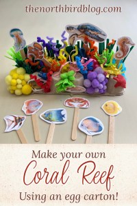 Create a Mini Coral Reef Craft – Northbird