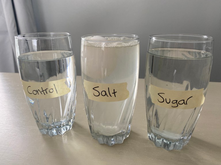 Exploring Salt Water Density: Homeschooling Egg Experiment – Northbird